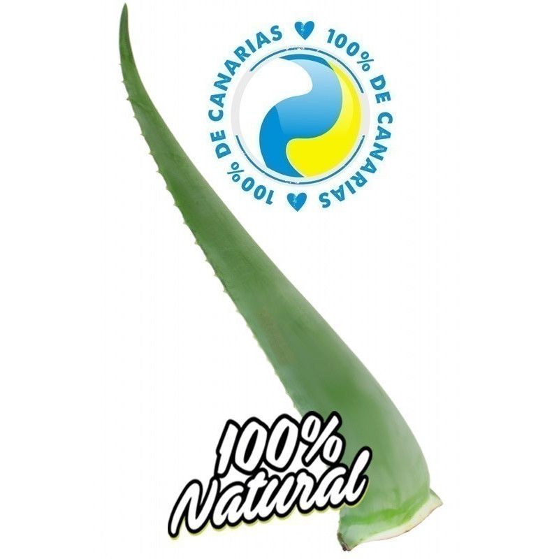 Aloe Vera Hoja Fresca Penca Zabila 20 años